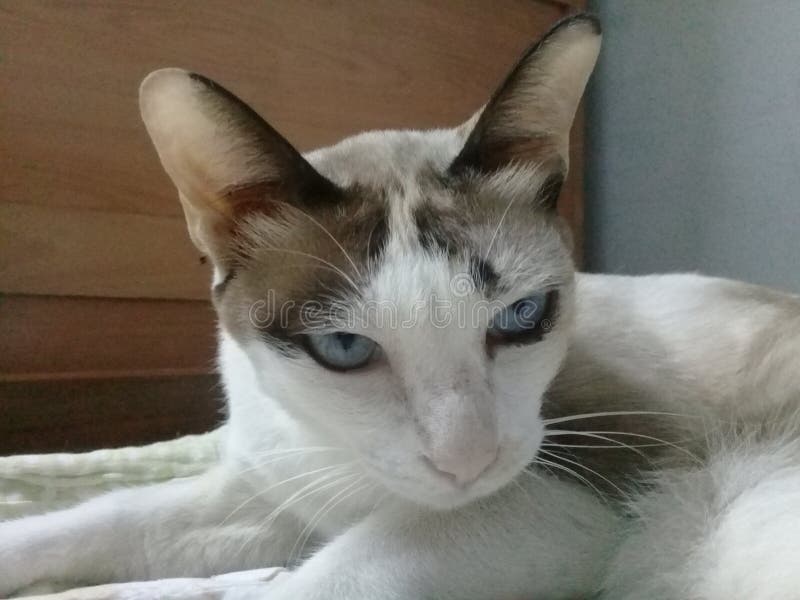 192 Uninterested Eyes Stock Photos - Free & Royalty-Free Stock Photos ...