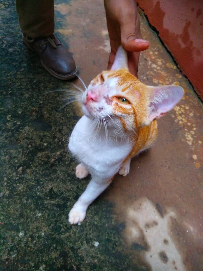 Cat stock image. Image of orange, cats, cute, meow - 162079835