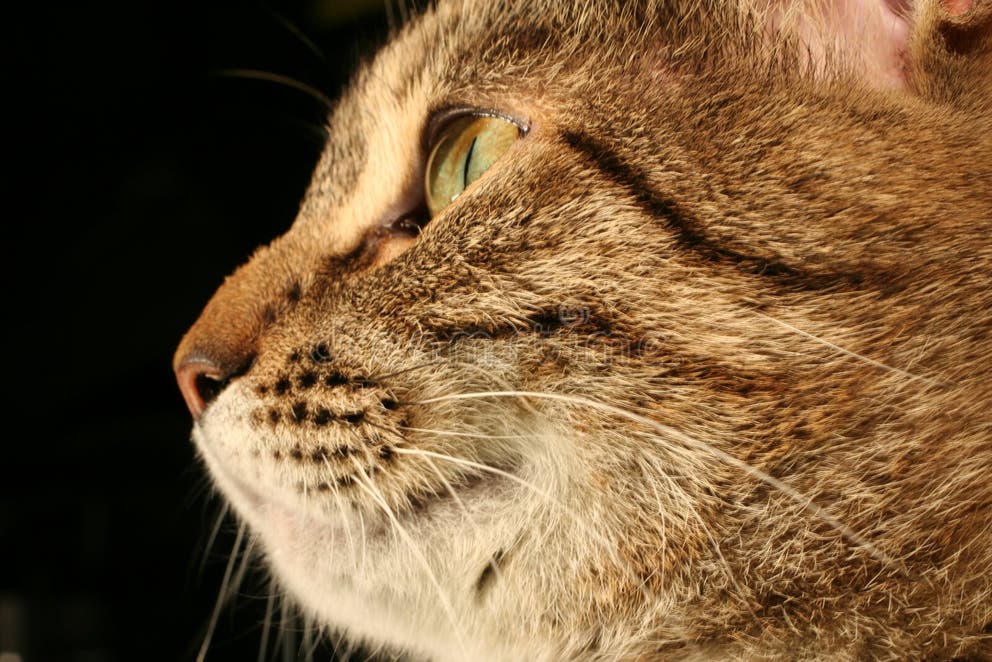 Cat stock image. Image of chuffed, relaxing, food, close - 54163481