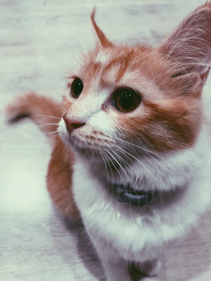 Cat stock photo. Image of catty, cutecat, lover, baby - 212695000