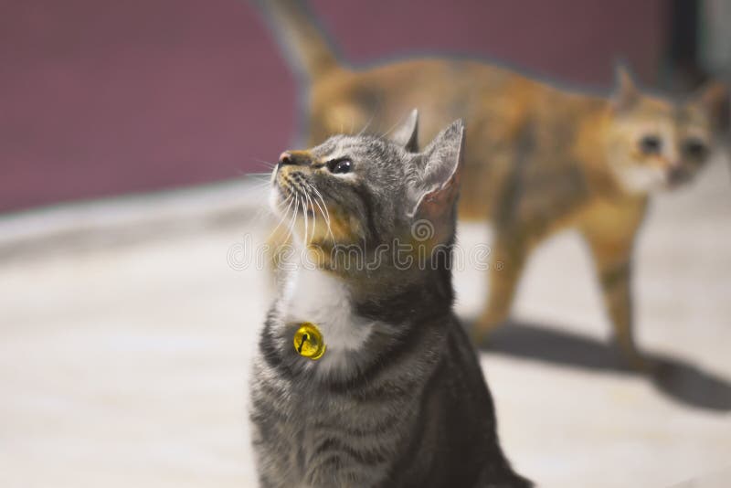 Cat catty cats pet animal stock photo. Image of catty - 242506430