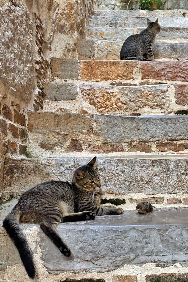 Cat Caught the Bird. Dramatic Situation: Two Cats and a Small Chick ...