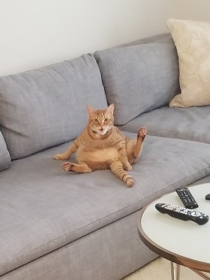 Cat caught stock image. Image of peanut, kitten, caught - 136690707