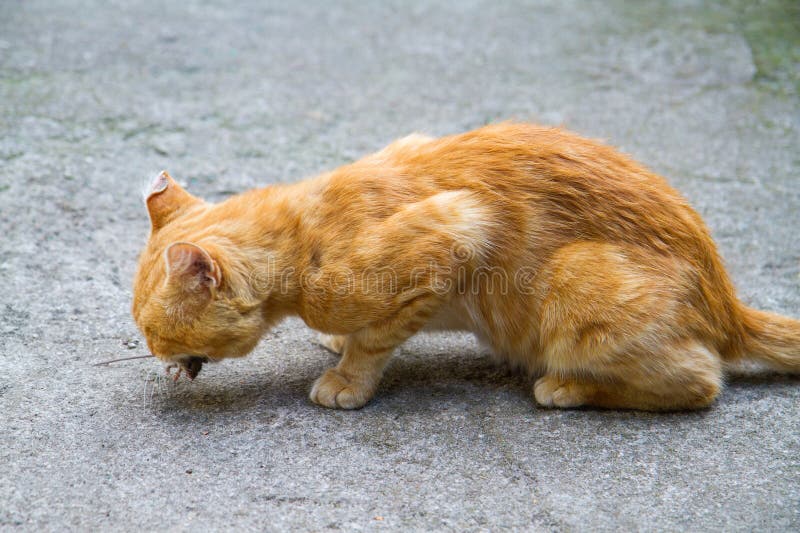 The Cat Caught and Eats a Mouse. Stock Image - Image of prey, catch ...