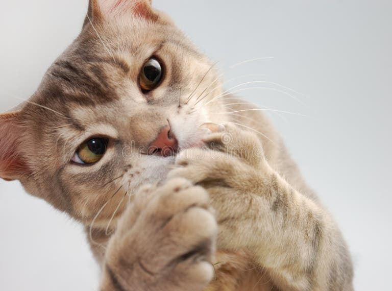 Cat caught his victim stock photo. Image of purr, care - 6944516