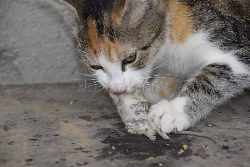 The Cat Caught the Mouse. the Cat Eats the Caught Mouse Stock Image ...