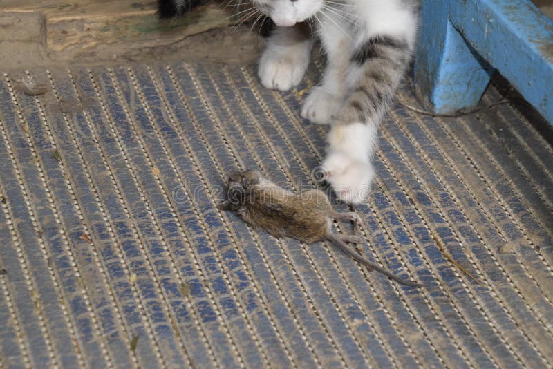 The Cat Caught the Mouse. the Cat Eats the Caught Mouse Stock Photo ... The Cat Caught the Mouse. the Cat Eats the Caught Mouse Stock Photo ...