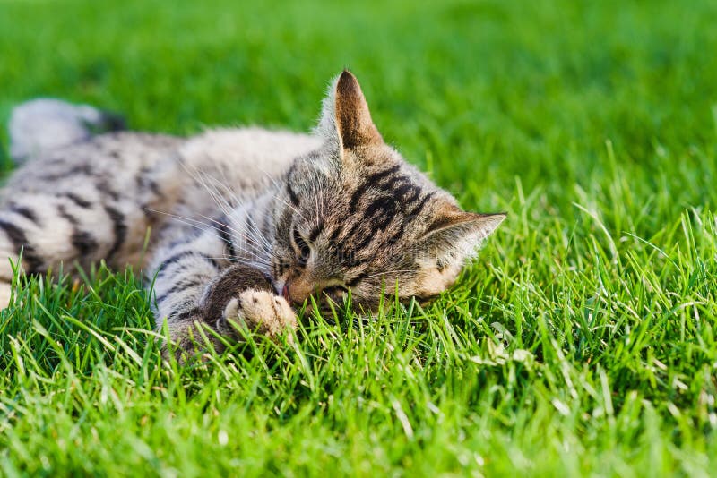 Cat Caught a Mouse. Close-up Stock Image - Image of capture, game ... Cat Caught a Mouse. Close-up Stock Image - Image of capture, game ...