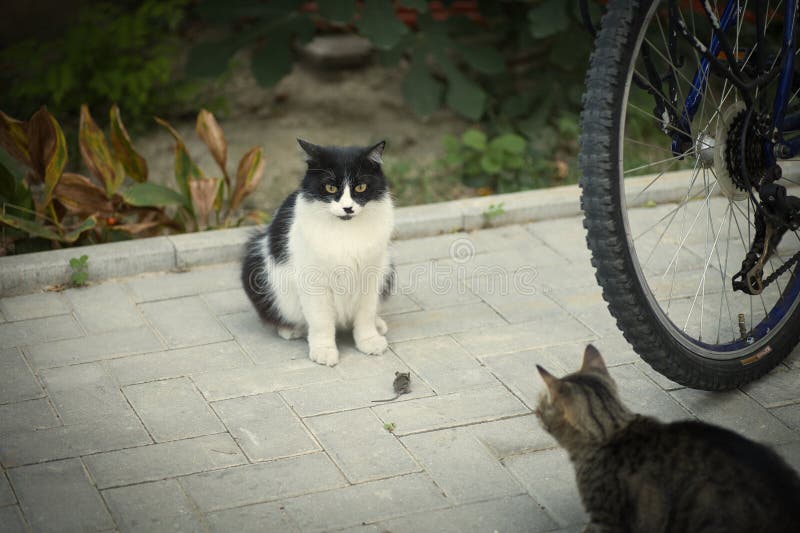 Cat Caught a Mouse and Hides it from Another Cat, Like a Cat Hunting a ... Cat Caught a Mouse and Hides it from Another Cat, Like a Cat Hunting a ...