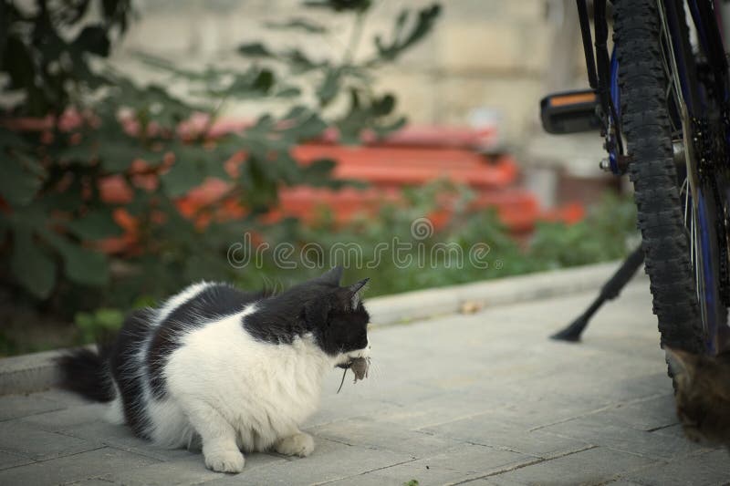 Cat Caught a Mouse and Hides it from Another Cat, Like a Cat Hunting a ... Cat Caught a Mouse and Hides it from Another Cat, Like a Cat Hunting a ...