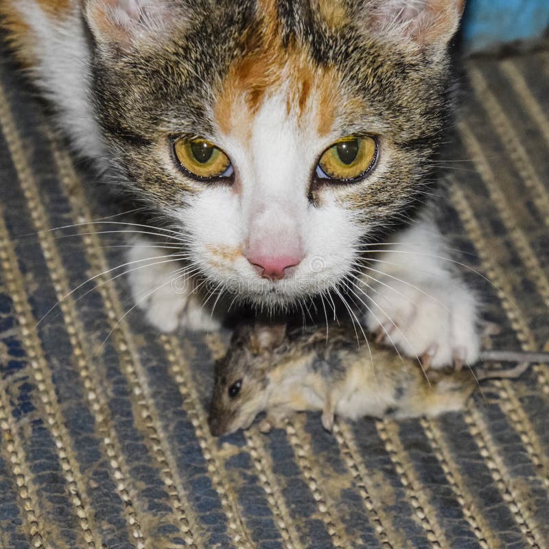 The Cat Caught the Mouse. Natural Extermination of Stock Image - Image ...