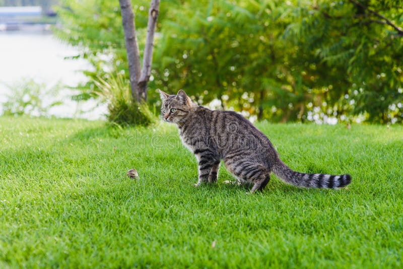 Cat caught a mouse stock image. Image of lawn, feline - 100497161
