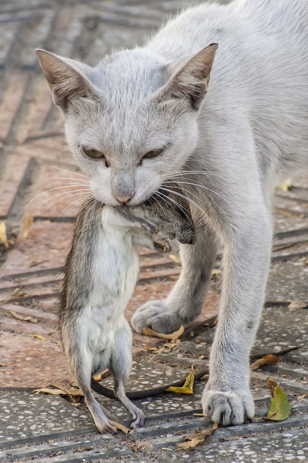 Cat caught a rat stock image. Image of cute, looking - 194405829 Cat caught a rat stock image. Image of cute, looking - 194405829