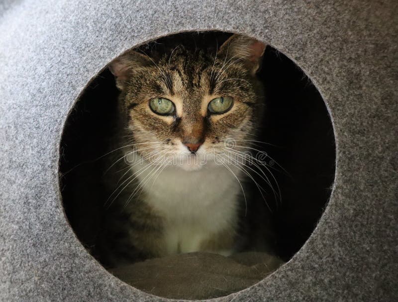 Cat cave stock photo. Image of cuddlycave, graycatcave - 321464056