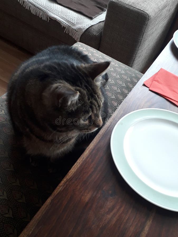 Cat stock image. Image of hungry, table, female - 150373447