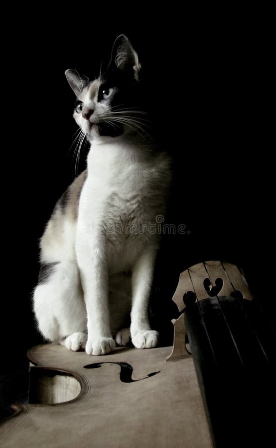 Cat in a cello stock photo. Image of cello, sitting - 177510582