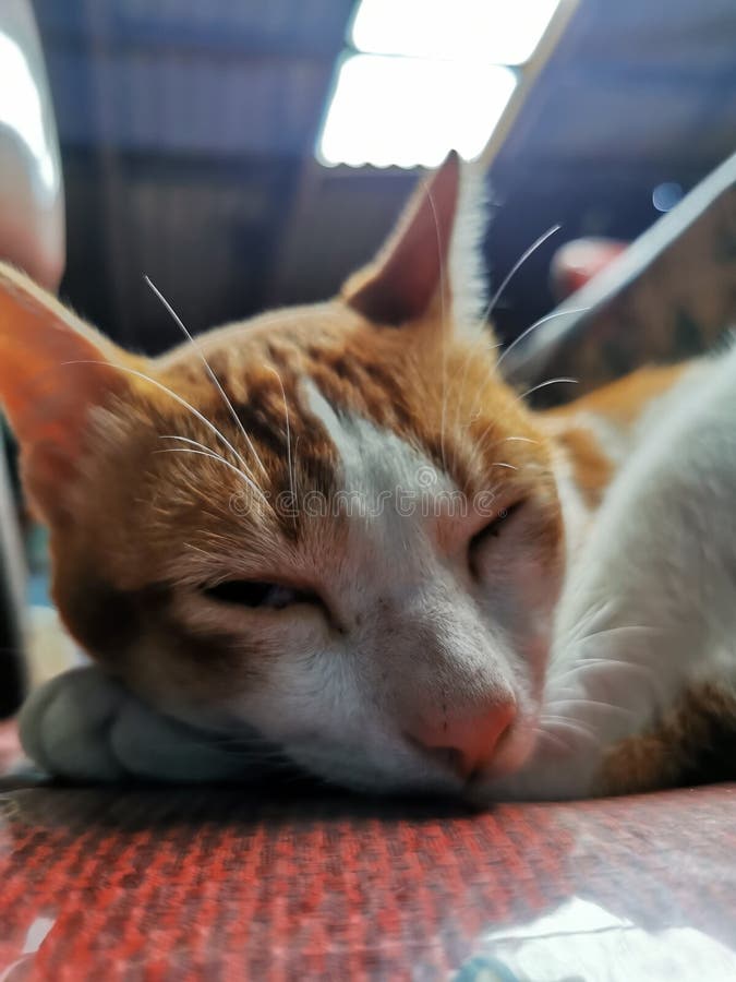 Cat in chair fall a sleep stock photo. Image of fall - 218975820