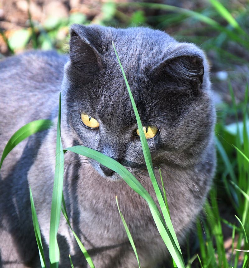 Cat of the Chartreuse Breed or a Cartesian Cat Stock Photo - Image of ...
