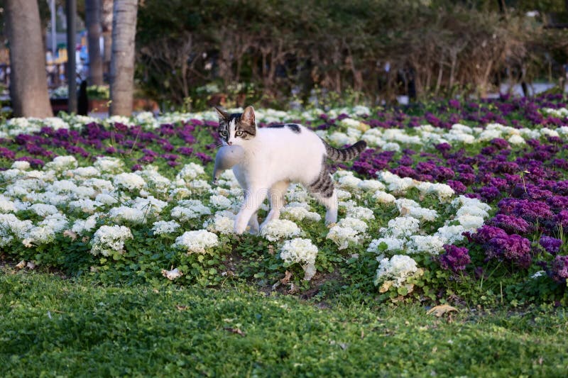 Cat chasing ball stock image. Image of mammal, small - 366614471