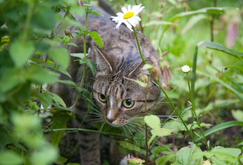 Cat chasing in grass stock image. Image of mammal, curious - 16008297