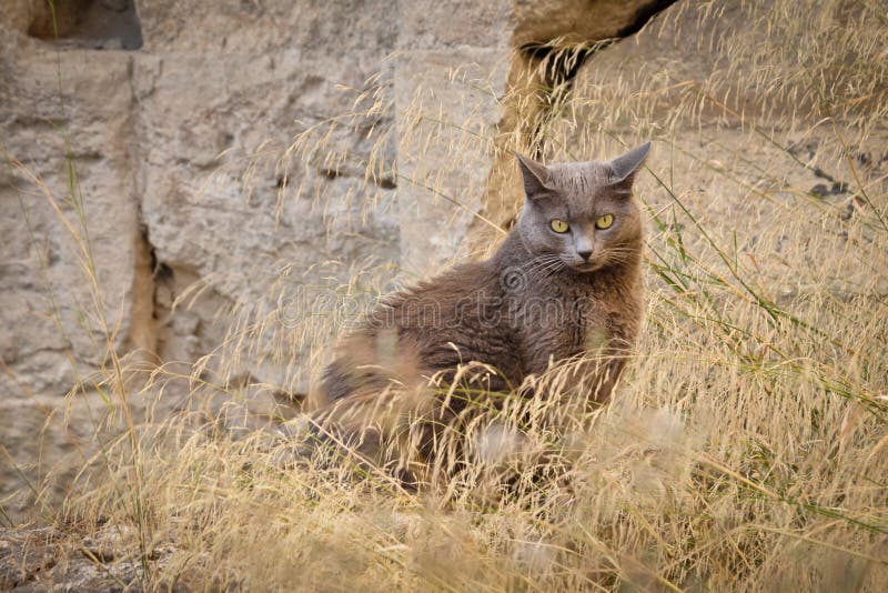 Cat chasing in the grass stock photo. Image of animal - 228349034