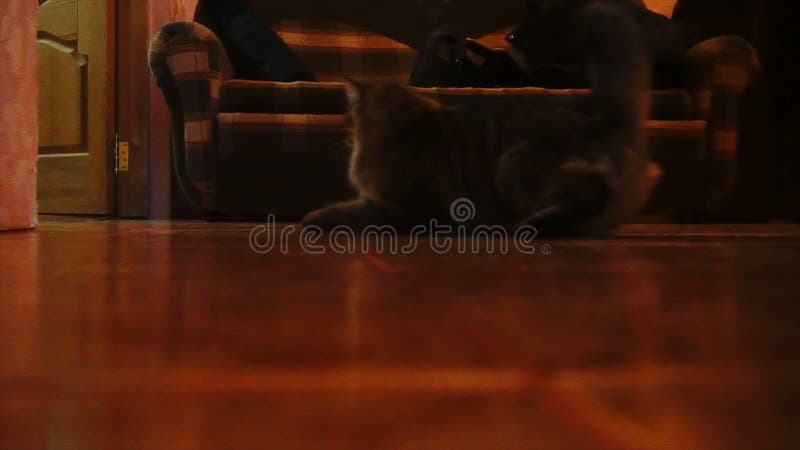 Cat Chasing Laser Pointer Towards Camera. Slowmo Stock Video - Video of ...