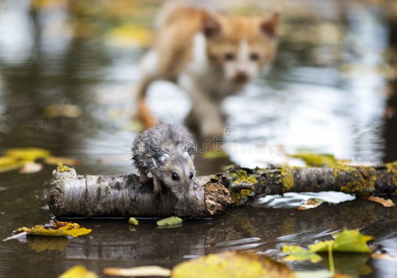 Cat chasing the mouse stock image. Image of hair, little - 83555605