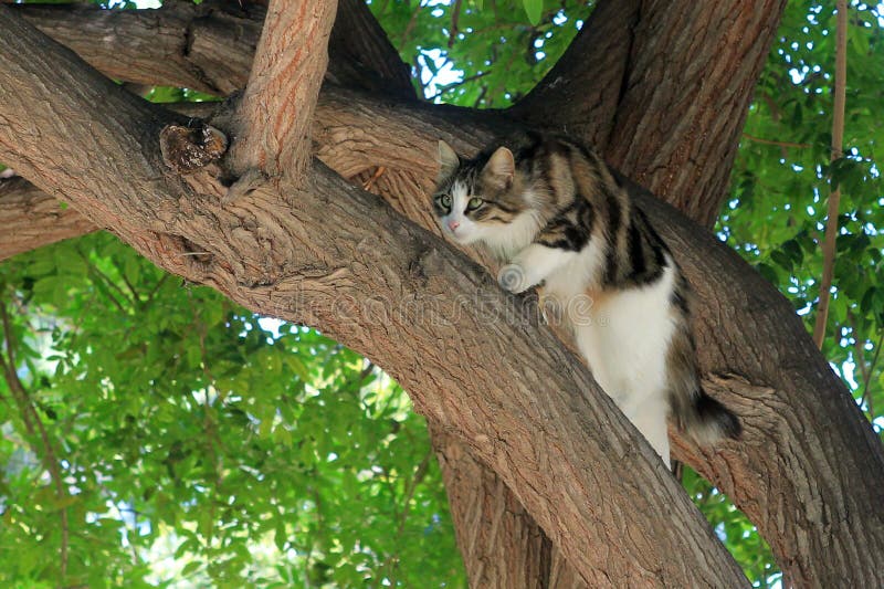 Cat chasing prey on a tree stock photo. Image of space - 198433054