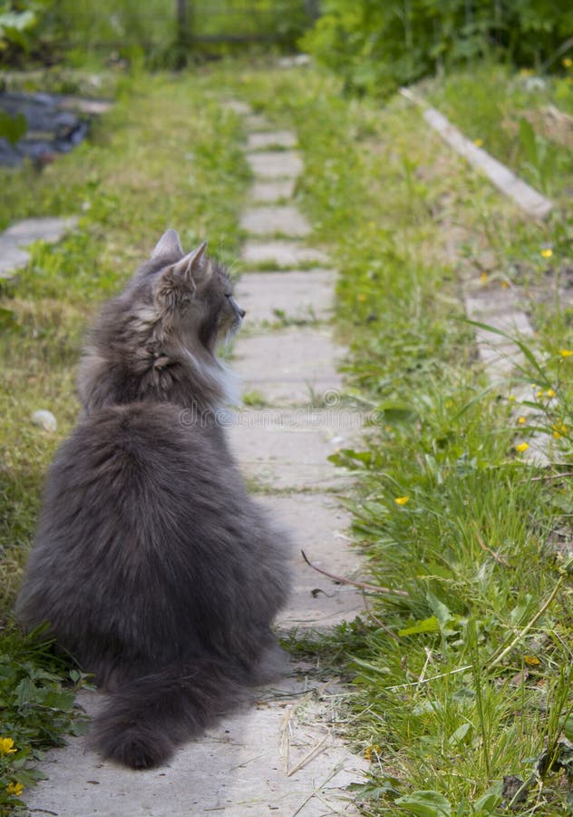 Cat Checking the Perimeter while Sitting on a Path Stock Photo - Image ...