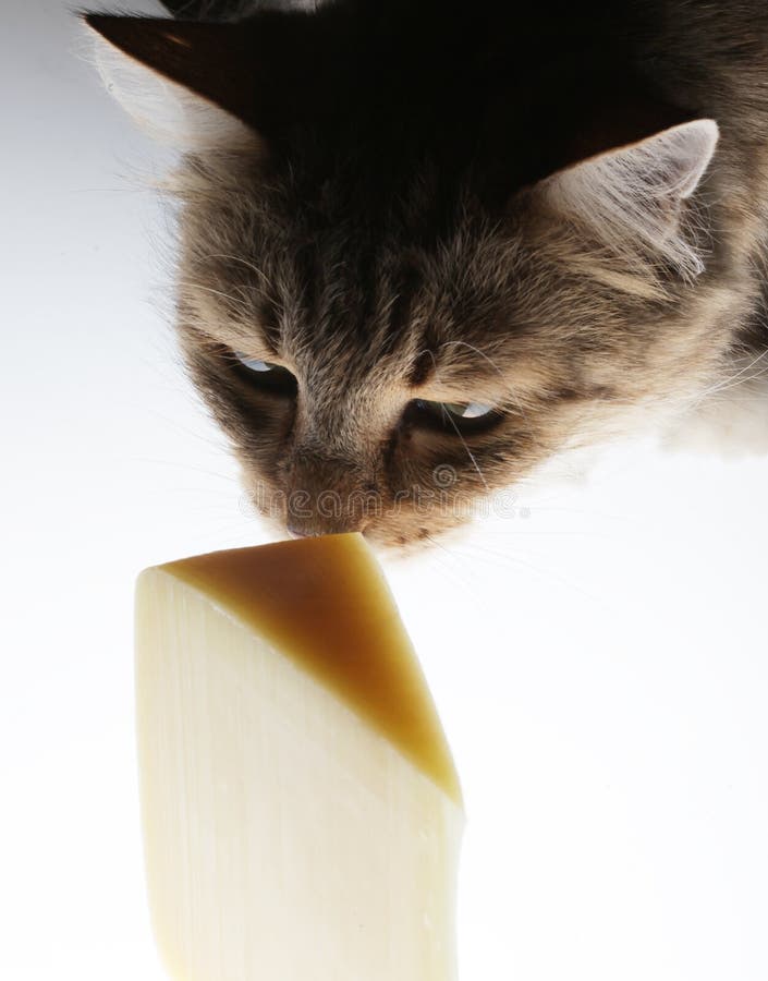 Cat and cheese stock photo. Image of edam, chunk, cheez - 24674106