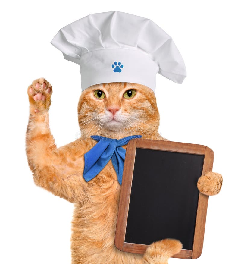 Cat chef. stock photo. Image of cute, kitchen, lunch - 54688904