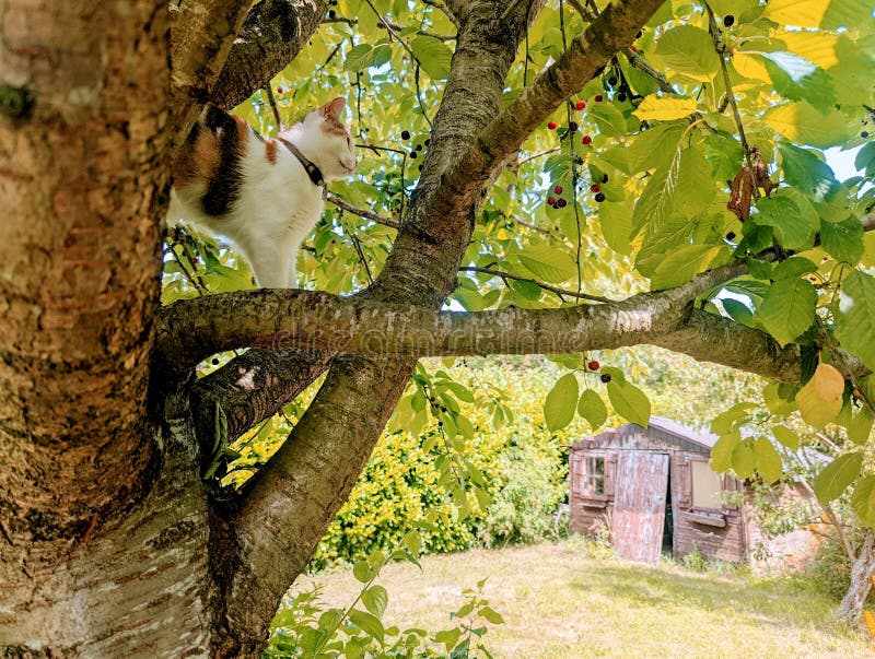 Cat on a Cherry Tree with a Hut in Summer Stock Photo - Image of branch ...