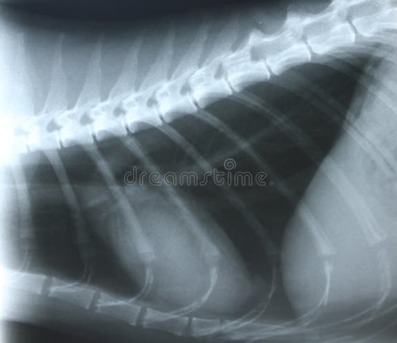 Cat Chest X-Ray stock image. Image of radiograph, examination - 20018239