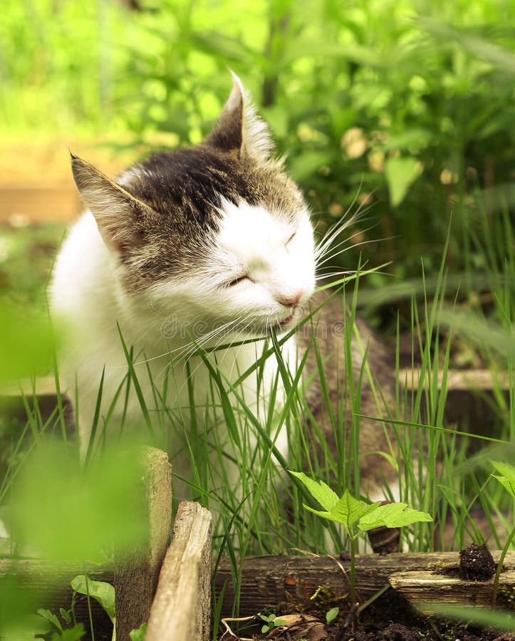 Cat Chewing Spring Green Grass in the Garden Stock Image - Image of ...