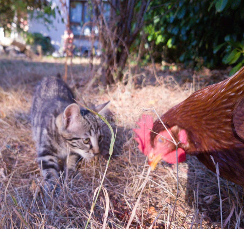 Cat and chicken stock photo. Image of nature, mammal - 192717288