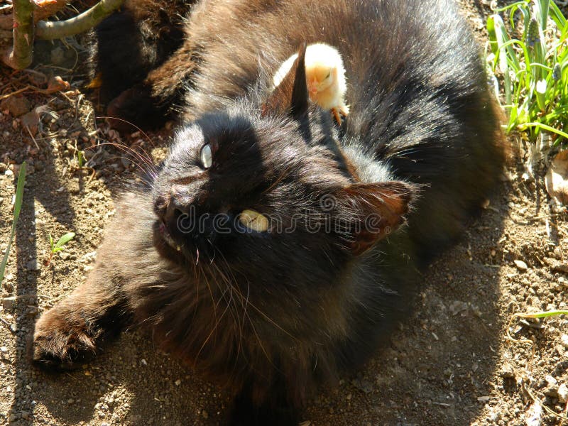 Cat and chicken stock photo. Image of bird, chicks, village - 90082946