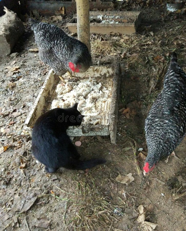 Cat Chickens Should Be Shared we Eat Together Stock Image - Image of ...