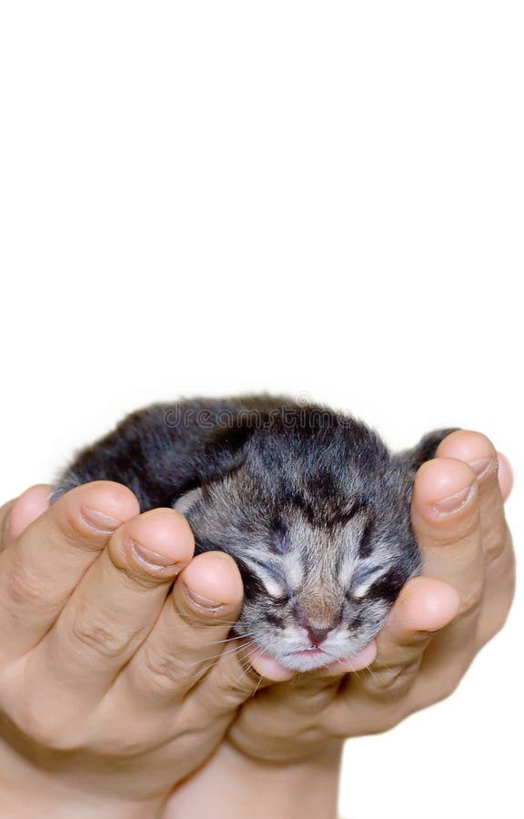 Cat in Child Hand Isolated on White Stock Photo - Image of color ...