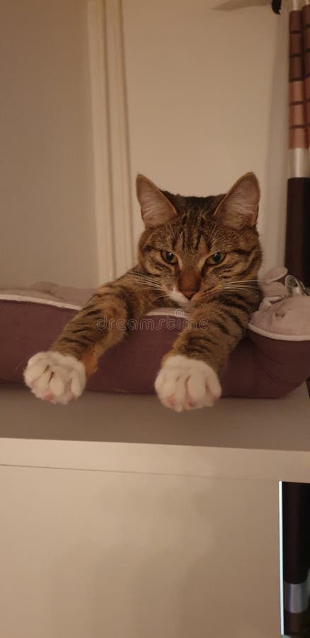 The cat chill stock photo. Image of whiskers, skin, kitten - 180266684