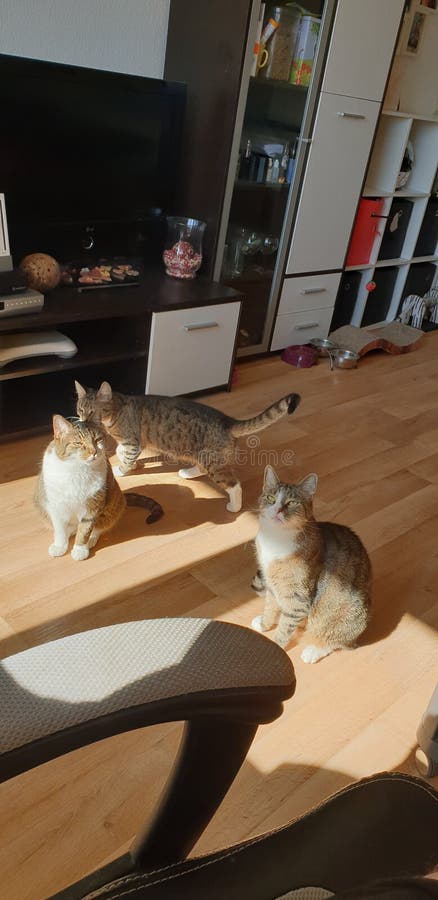 The Cat chill stock image. Image of kitten, carnivore - 180266947