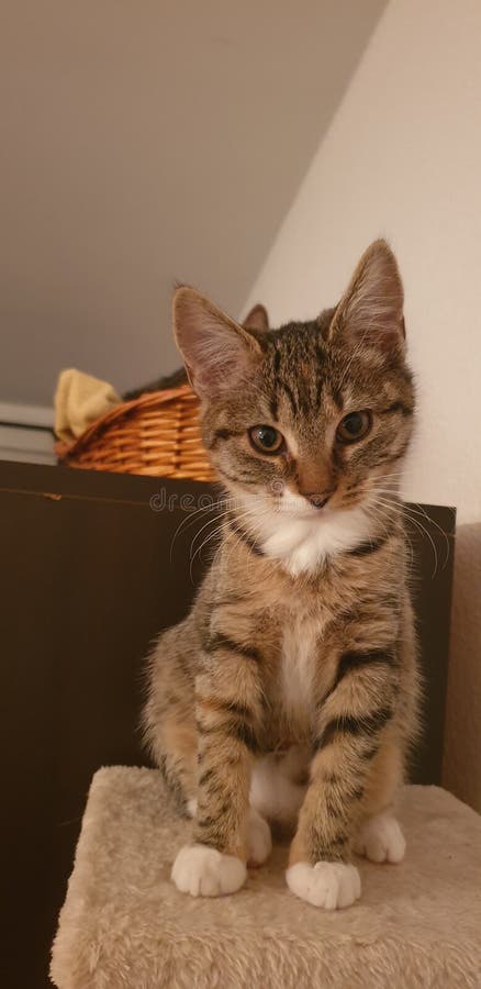 The Cat chill stock image. Image of whiskers, mammal - 180267421