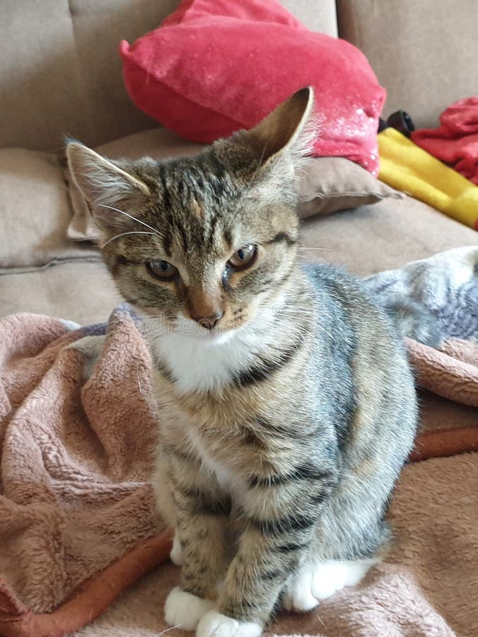 The Cat chill stock photo. Image of carnivore, whiskers - 180267876