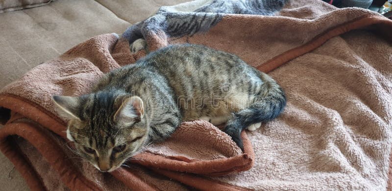 The Cat chill stock photo. Image of carnivore, kitten - 180267772