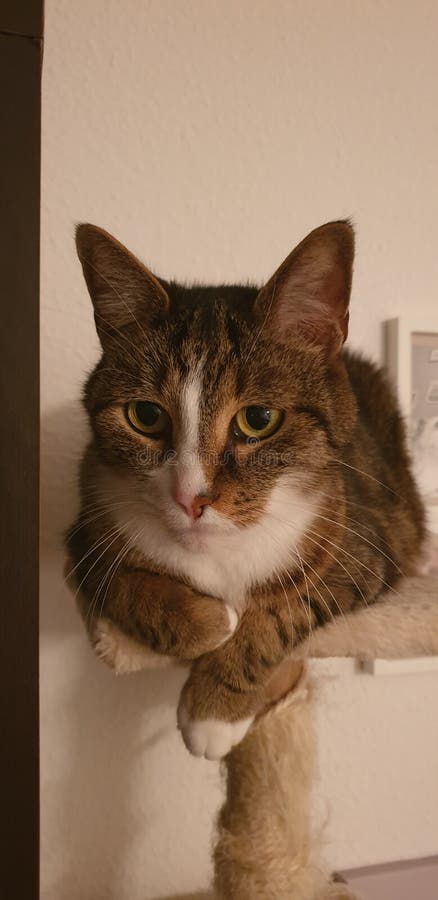 The Cat chill stock image. Image of whiskers, wildcat - 180267877