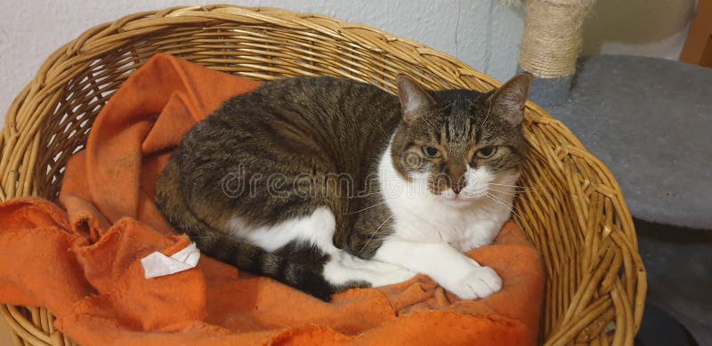 The Cat chill stock photo. Image of wildlife, kitten - 180267008