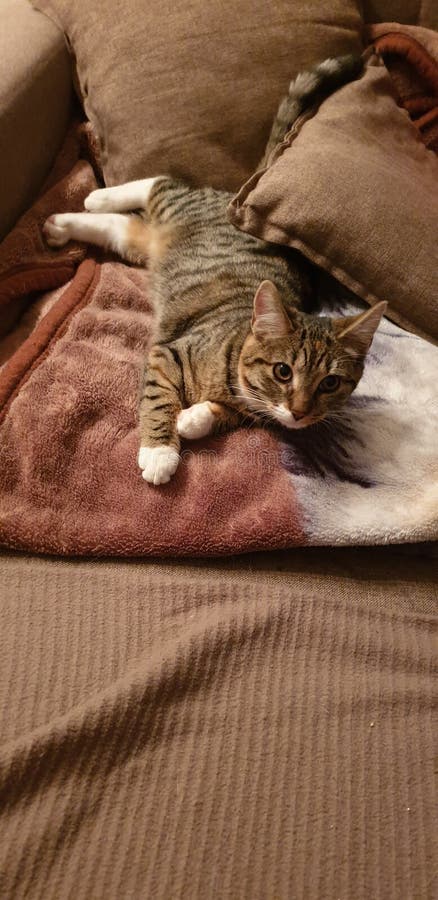 The Cat chill stock photo. Image of carnivore, whiskers - 180267014