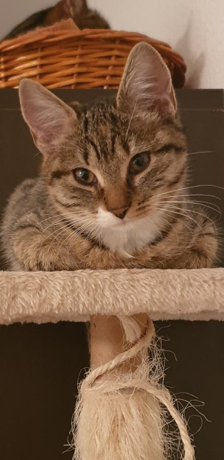 The cat chill stock photo. Image of whiskers, skin, kitten - 180266684