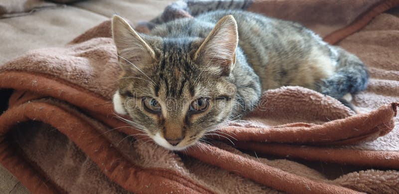 The Cat chill stock photo. Image of wildcat, mammal - 180267426