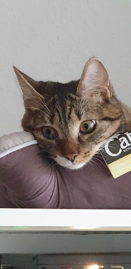 The Cat chill stock image. Image of whiskers, nose, chillt - 180266985