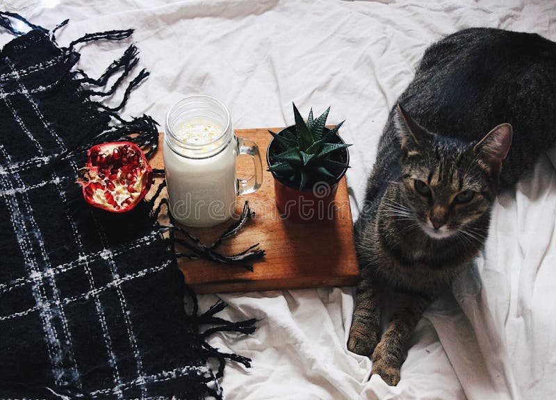 Cat and Chill stock image. Image of flower, preset, vsco - 153188705